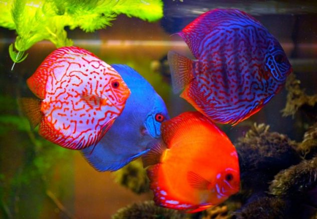 Makanan dan Cara Memelihara Ikan Discus - Ragam Informasi